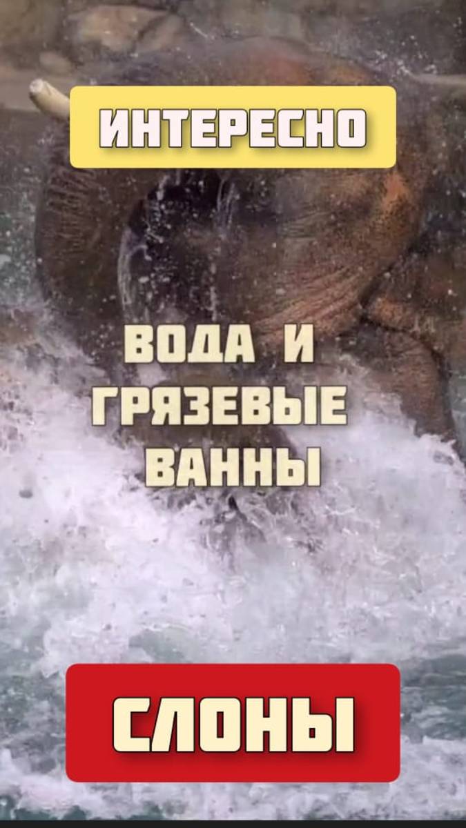 Вода и грязевые ванны для слонов