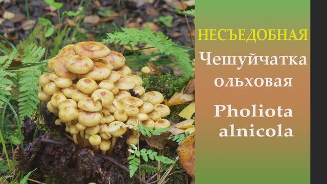 Осторожно! Несъедобный "опёнок"! Чешуйчатка ольховая - Pholiota alnicola