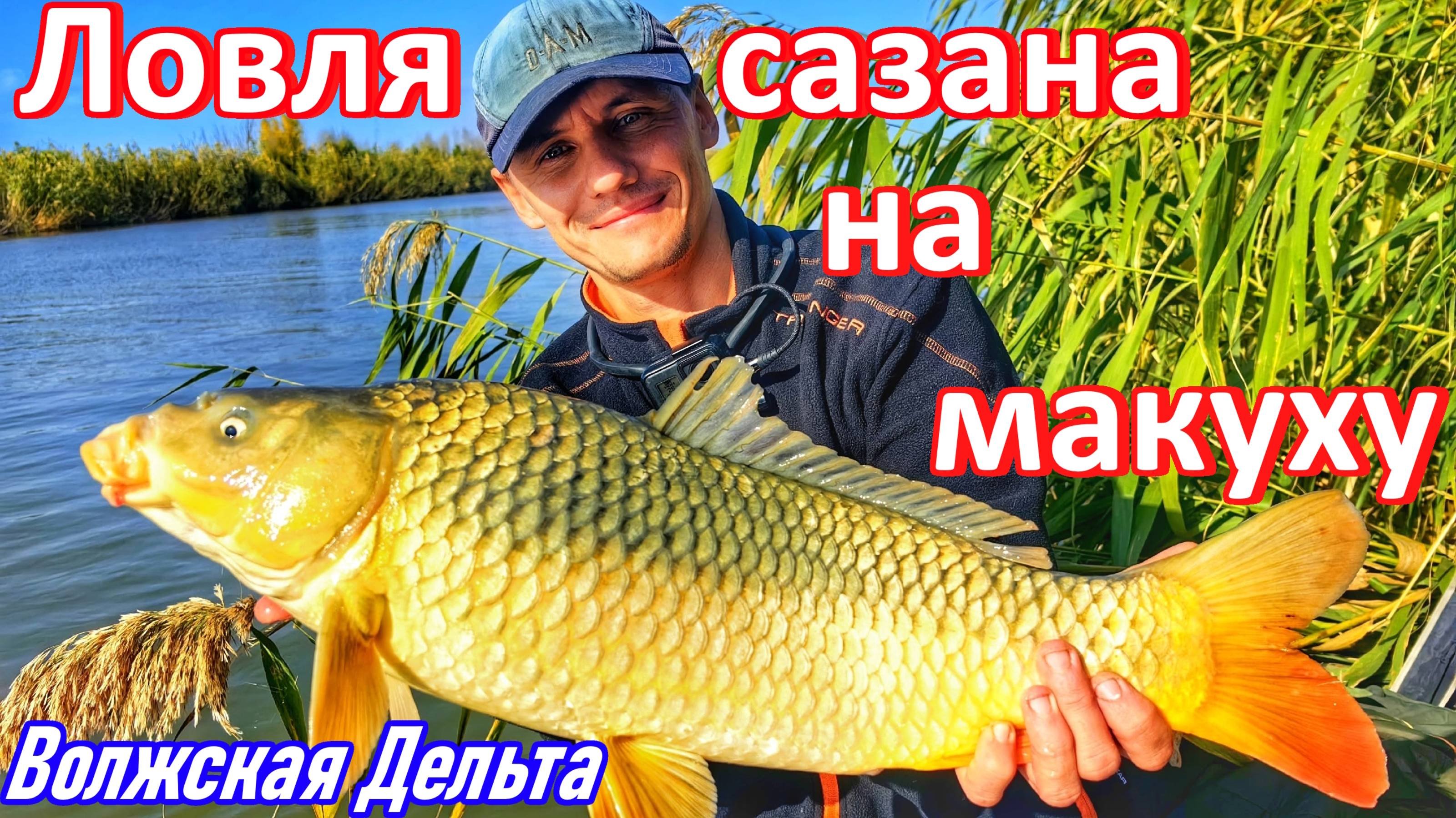 ЛОВЛЯ ТРОФЕЙНОГО САЗАНА В АСТРАХАНИ  НА МАКУХУ/ВОЛЖСКАЯ ДЕЛЬТА/РУССКАЯ РЫБАЛКА/РЕКА ВОЛГА/МАКУШАТНИК