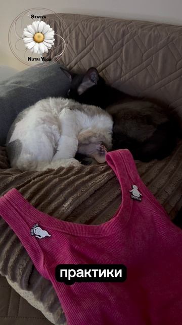 #SHORTS | #Котики #Животные #Питомцы #КотоЙога #КотикиСпят #КрепкийСон #Кошки #ДонскойСфинксБраш