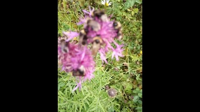 Сомнамбулизм шмелей Bumblebees Somnambulism