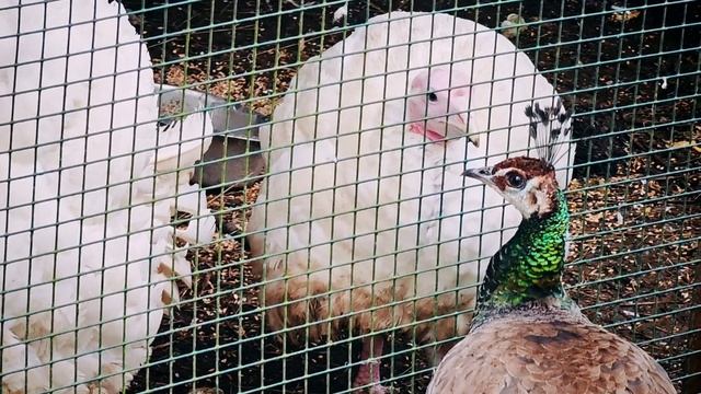 Животные ЛАИРа