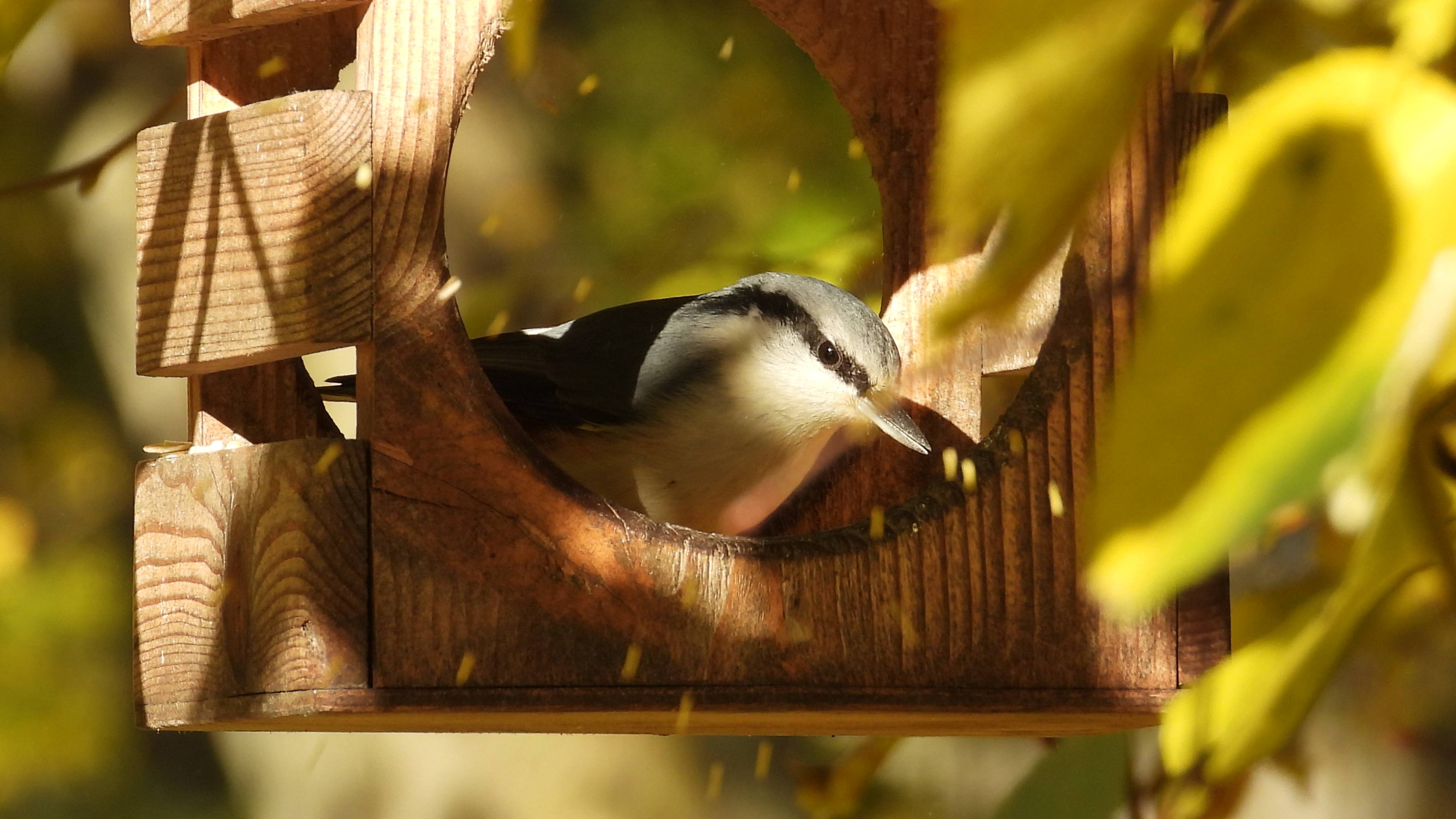 Поползень, наблюдение птиц в Великом Новгороде 18 октября 2025