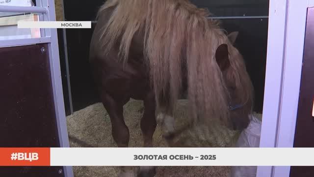 Золотая осень – 2025 / В центре внимания – 6 (17.10.2025)