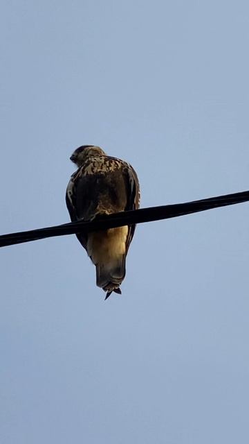 Мохноногий канюк (зимняк) 😍