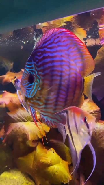 Замечательные цихлиды 🥰