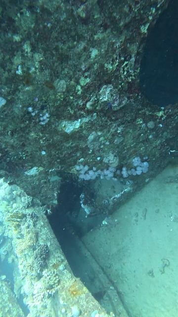Million hope (Миллион Хоуп) wreck, дайвинг в Египет, дайвинг в Шарм эль шейх, 2024