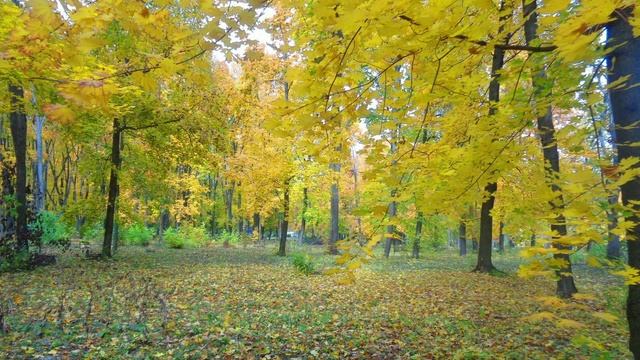 Осень-25 в Воронеже