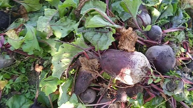 21.9.25г.  Убираю 🌰🌰🌰СВЁКЛУ на Хранение!!!  Почему мою🌰🌰🌰СВЁКЛУ???