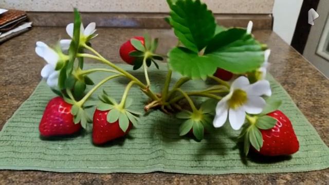 Ягода Виктория куст