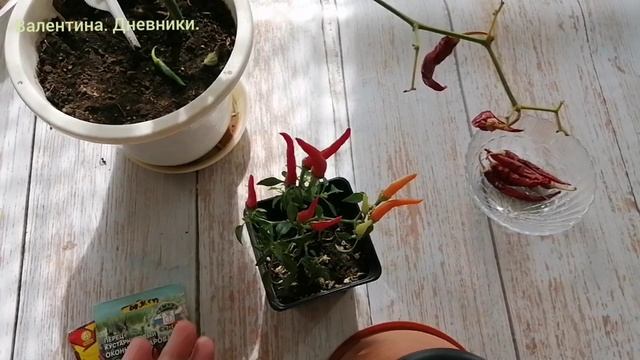 Острый декоративный перец, который я выращивала в этом году. Пересорт.