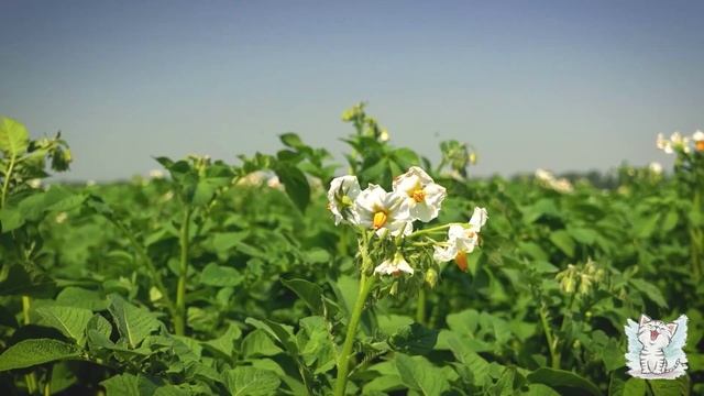 Трактор и сельхозтехника для детей.