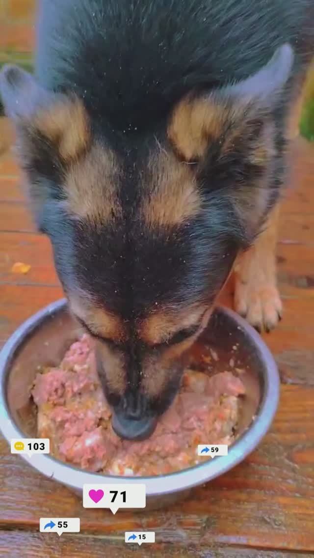 "Мисочки спешат к обеду!" ❥ Приют в Малинках