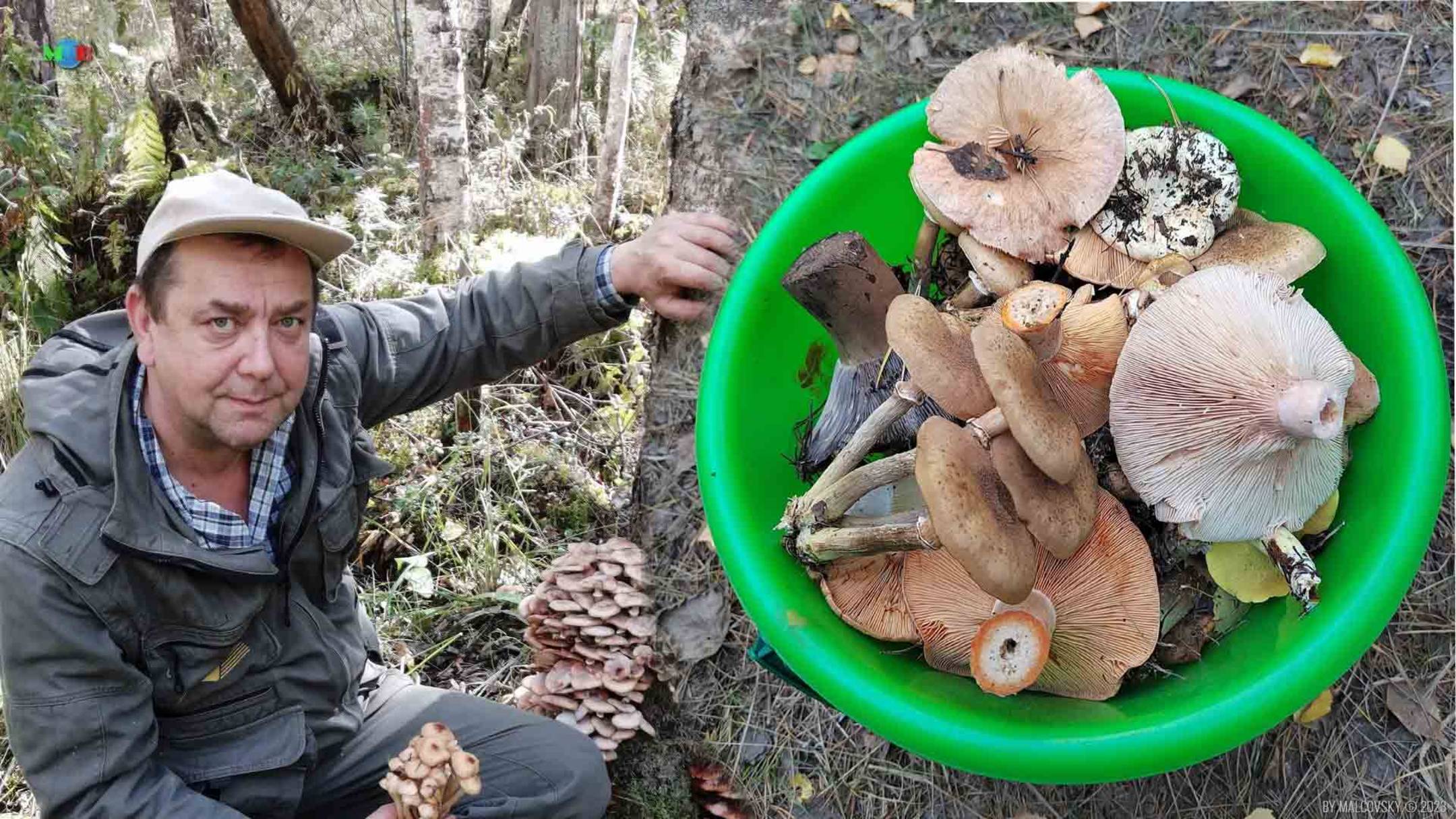 ПРОМО-грибы