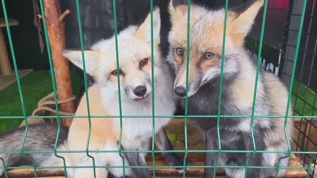 кода тебе рады #уралиса