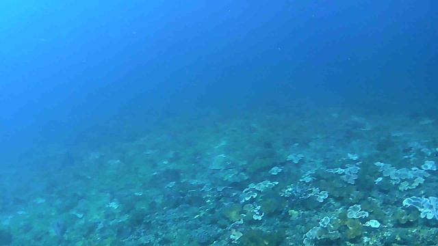 черепаха, дайвинг на Пхи-Пхи, дайвинг в Таиланде, 2024