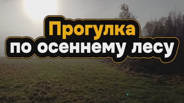 Прогулка по осеннему лесу. Рябчики попрятались 🤔