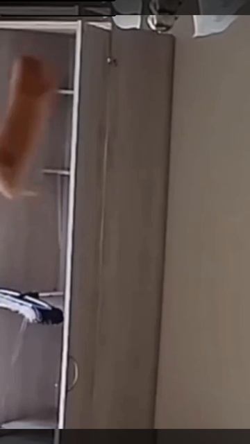 Кот-суетолог