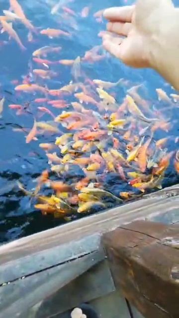 КАРП сходит С УМА от этих бойлов ! 🚀👈