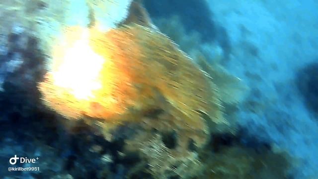 Коралловый риф, дайвинг на Пхукете, дайвинг в Таиланде, 2024