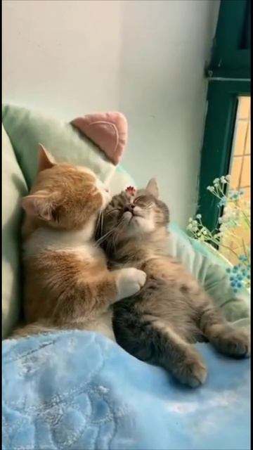 Смешные коты #86-3