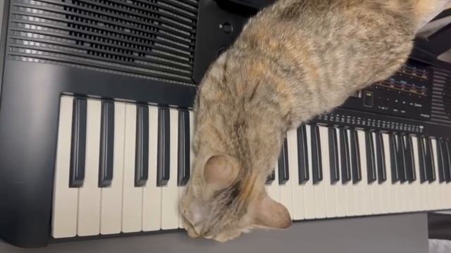 Кошечка - музыкант .