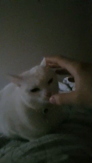 Милка - будильник