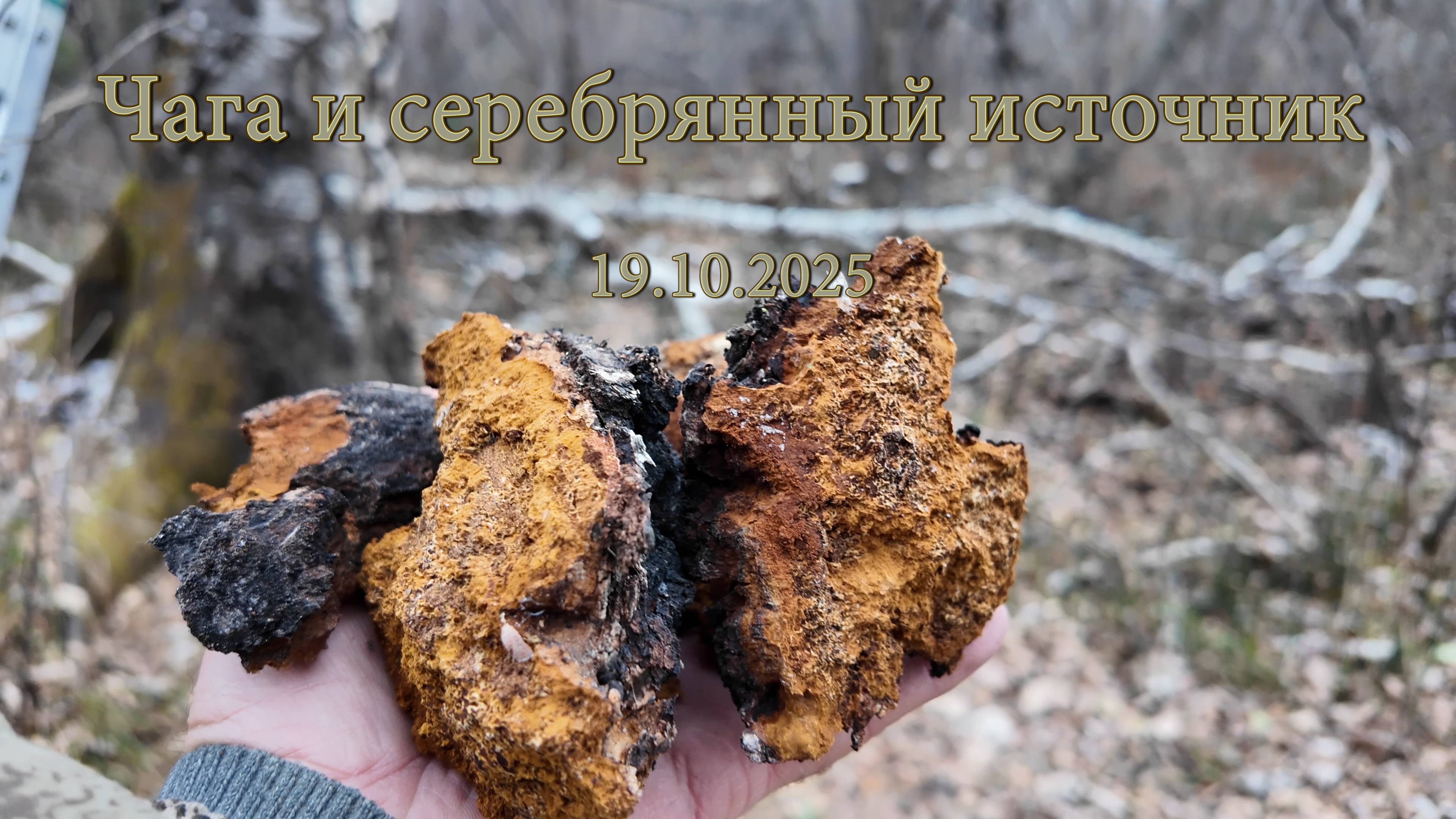 Чага и серебрянный источник 19.10.2025