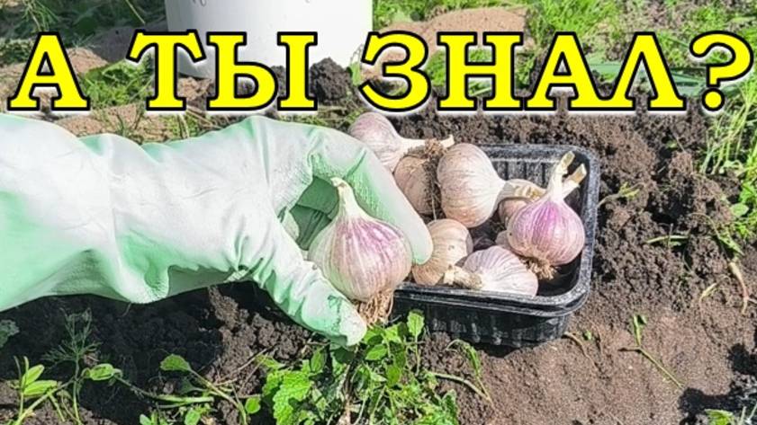 ЭКСПЕРИМЕНТ! Сажаю ЧЕСНОК по-новому: целыми головками