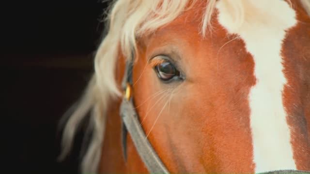 Moonlit Temptations 🌙 _ R&B & Slow Trap Seduction