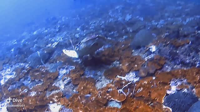 черепаха, дайвинг на Пхи-Пхи, дайвинг в Таиланде, 2024