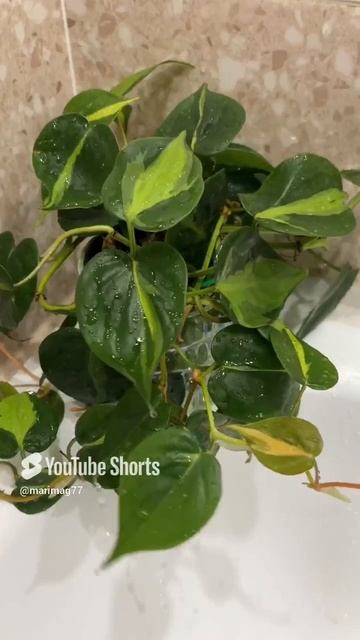 Филодендрон Бразил #филодендрон #филодендронбразил