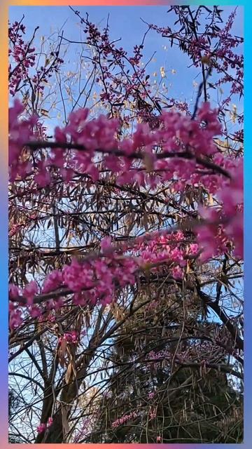 Весна #Узбекистан #Весна #Цветение #ПриродаУзбекистана #Магнолия #Абрикос #Персик #Вишня  #Красота