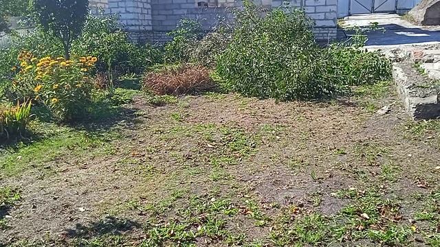 21.9.25г.  Часть2.   Обрезали ВИШНИ!!!   Сделали Простор для Других ПЛОДОВЫХ ДЕРЕВЬЕВ!!!👍