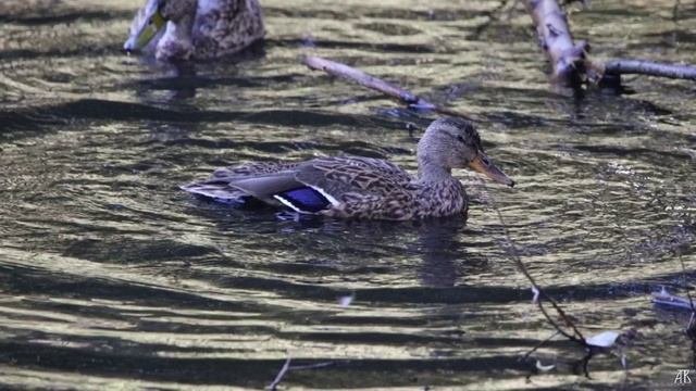 Утиные истории. Александров Павел