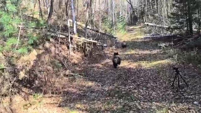 Медвежата на свободе! Как прошло возвращение в дикую природу.