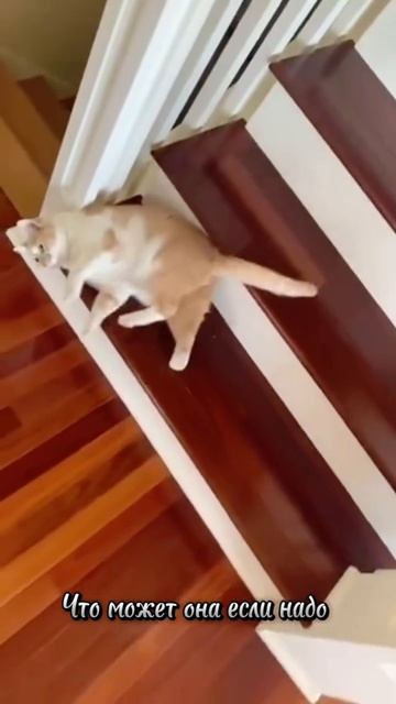 Мудрая кошка (создано с помощью ИИ,стихи)