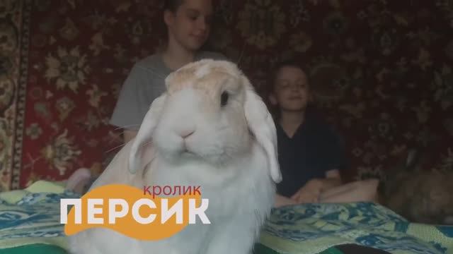 Братцы кролики читают книжки. Где право, где лево. В. Берестов