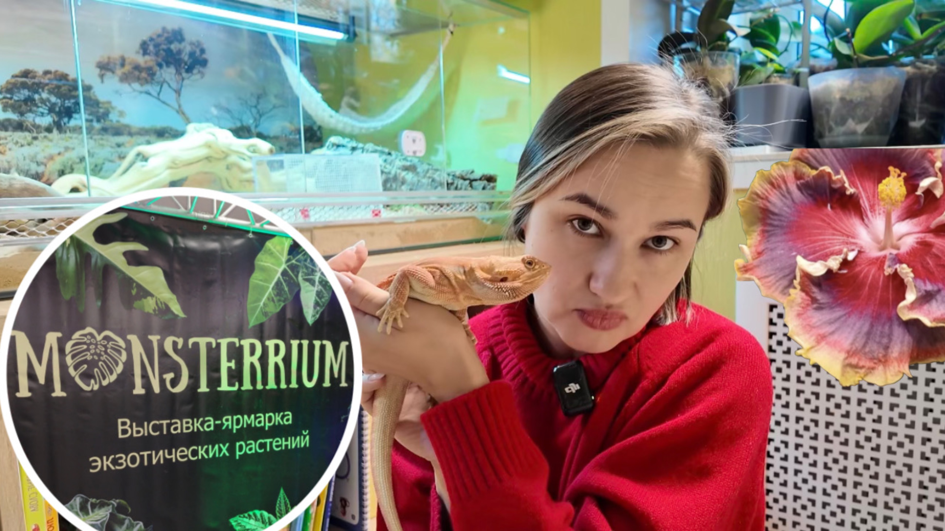 Мой Монстерриум. Впечатлений много, а видео - нет