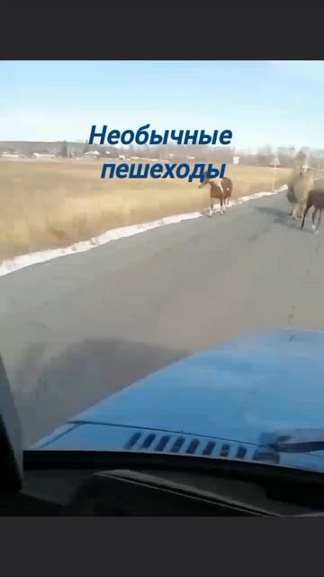 Деловые верблюды