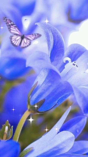 "Бабочка".Валентин Гафт.