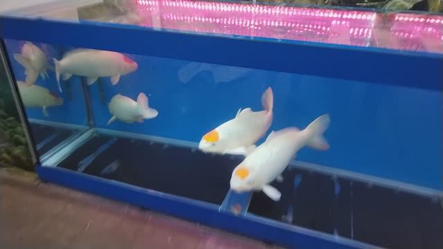 Аквариумные Рыбки на выставке.