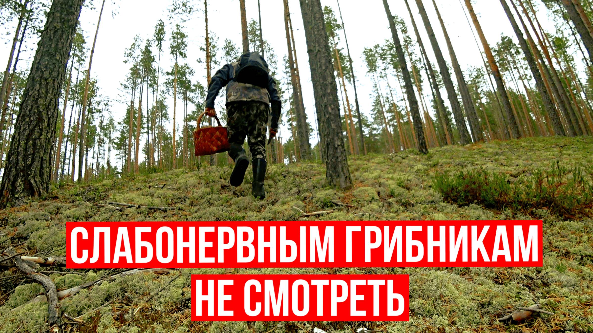 Грибник зашел в МОХ и ОБАЛДЕЛ! Слабонервным НЕ СМОТРЕТЬ!  Грибы и лес Сказочная Карелия