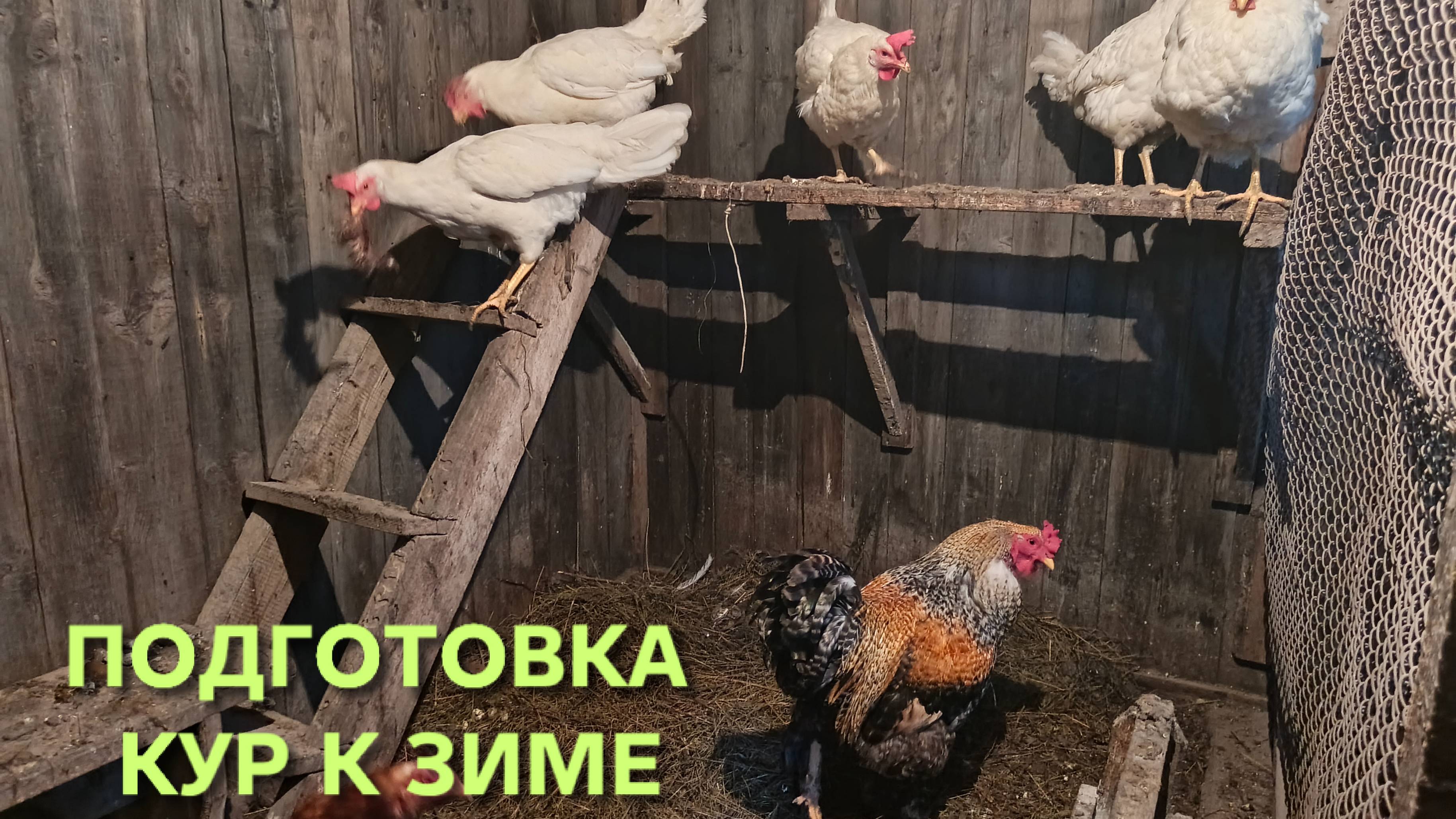 Куры-несушки Как подготовить кур к зиме правильно