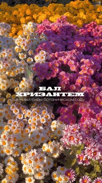 Самое красивое событие осени! Бал Хризантем в Ялте | Никитский ботанический сад 2025
