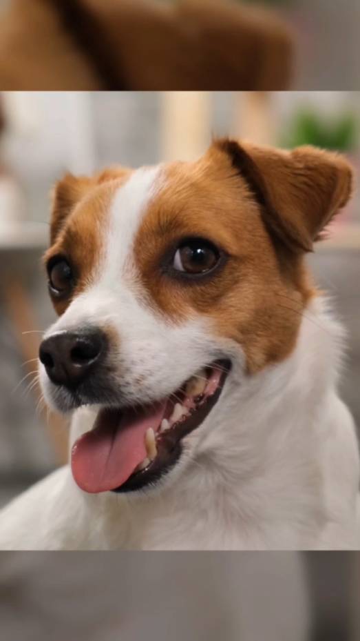 🔝испытаний для джек-рассела