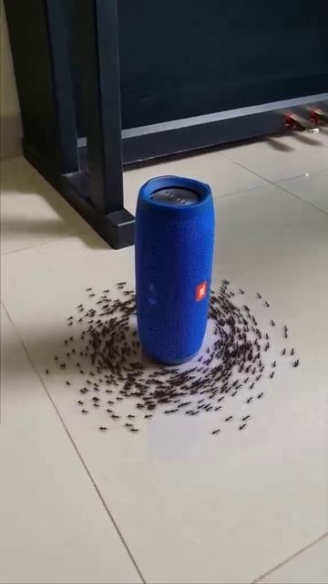 раки доты #shorts #dota2 #дота