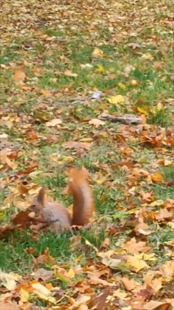 Баланс 4-х Стихий в парке и его обитатели, Оксана Русина. Мир Универсологии