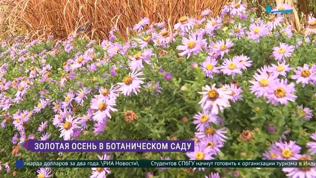 Золотая осень в Ботаническом саду Петра Великого
