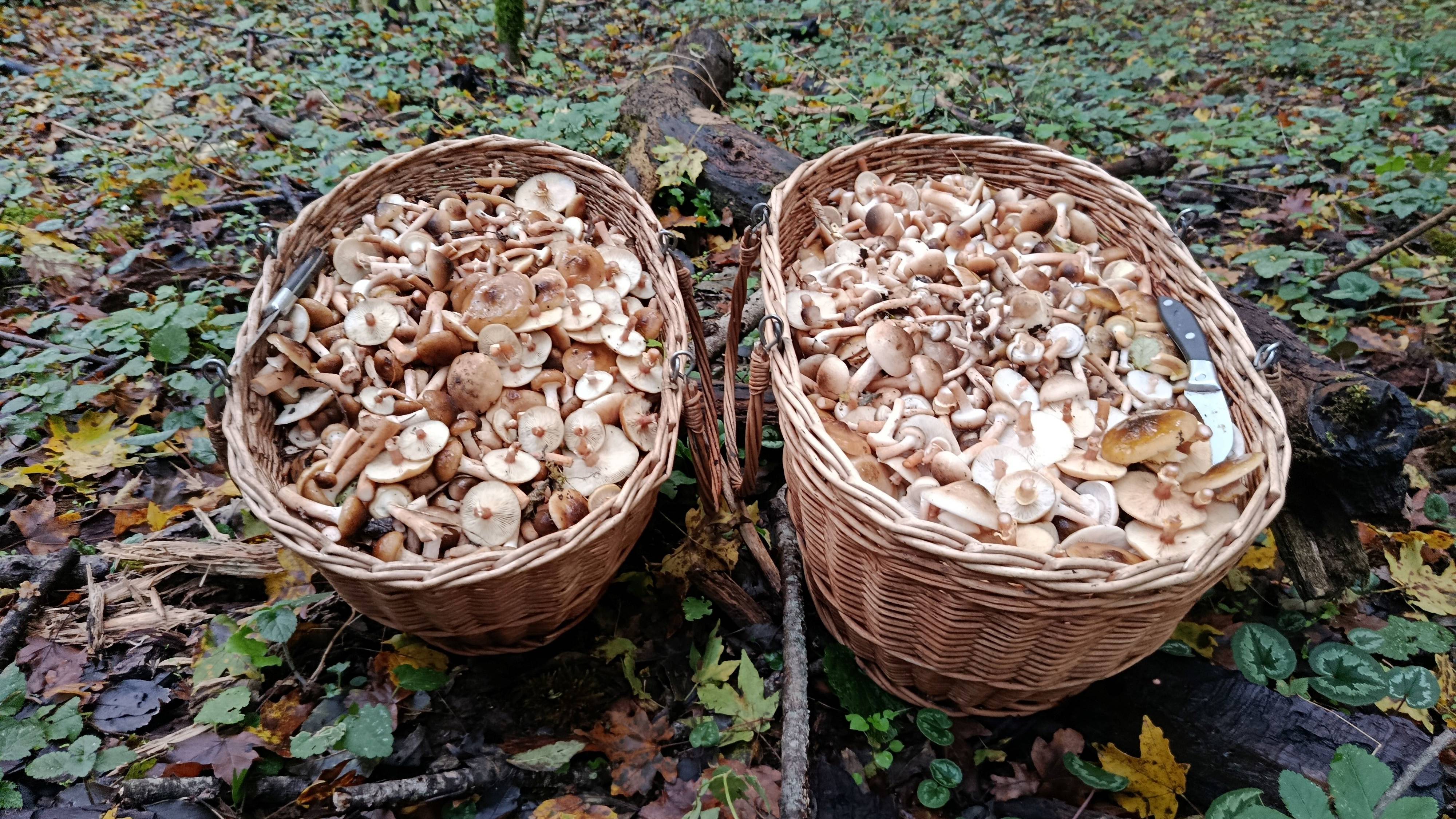 Успеть за 3 часа до темноты!  ОПЯТА! По грибы 20 октября 2025 года.